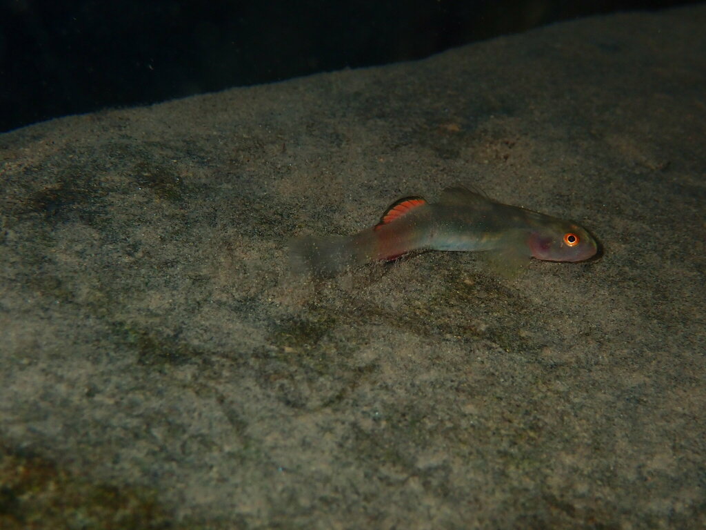 (Lentipes kijimuna) - Marine Life Identification