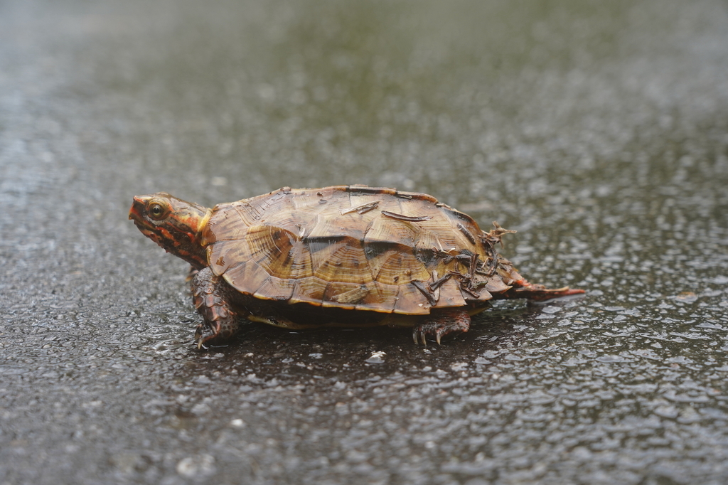 Ryukyu black-breasted leaf turtle in August 2023 by asimov0803 ...