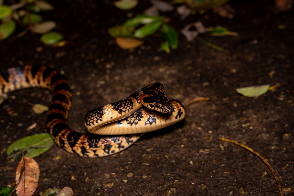 Loo-Choo Big-tooth Snake from 日本、〒905-1307 沖縄県国頭郡大宜味村根路銘 on August 11 ...