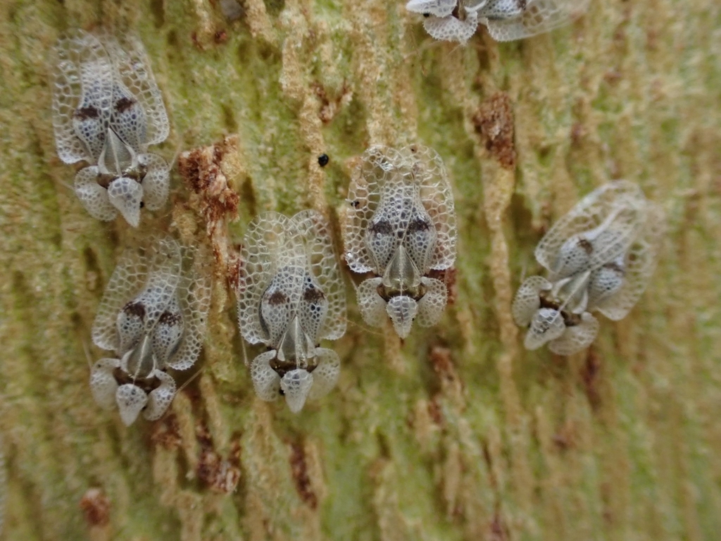 Eastern Sycamore Lace Bug from 82170 Гризоль, Франция on October 3 ...