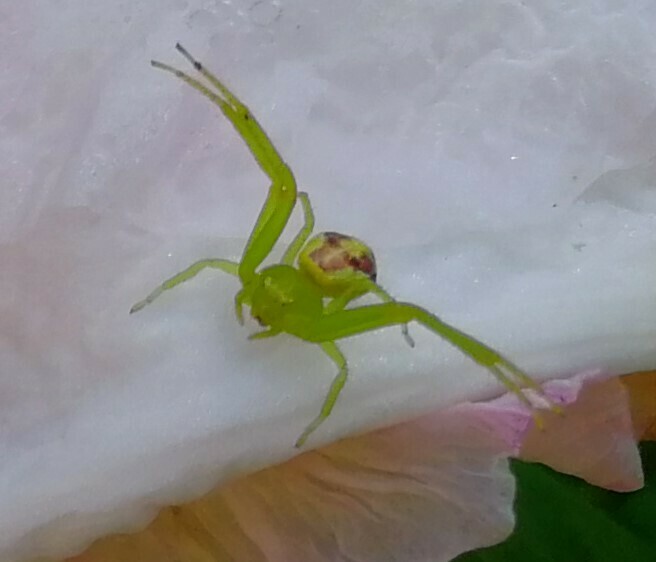 Triangle Crab Spider from Нижегородский р-н, Нижний Новгород ...