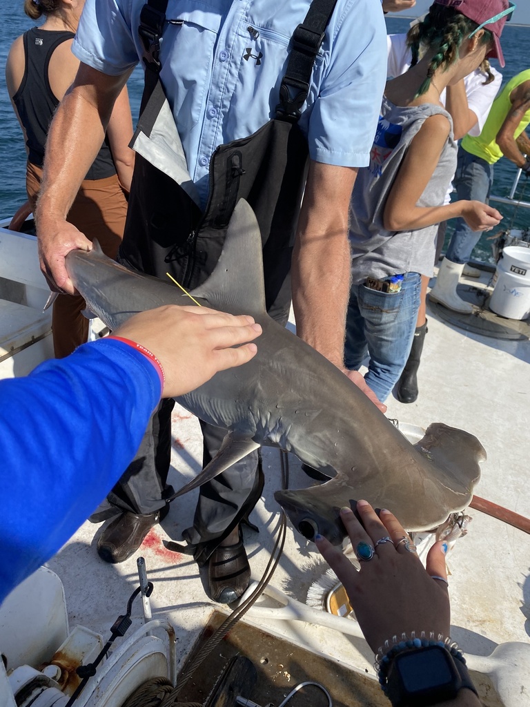 Scalloped Hammerhead in September 2023 by maevearthur. Phylum: Chordata ...