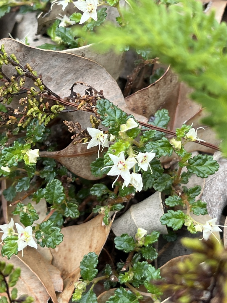 (Commersonia corniculata) - Botanical Realm