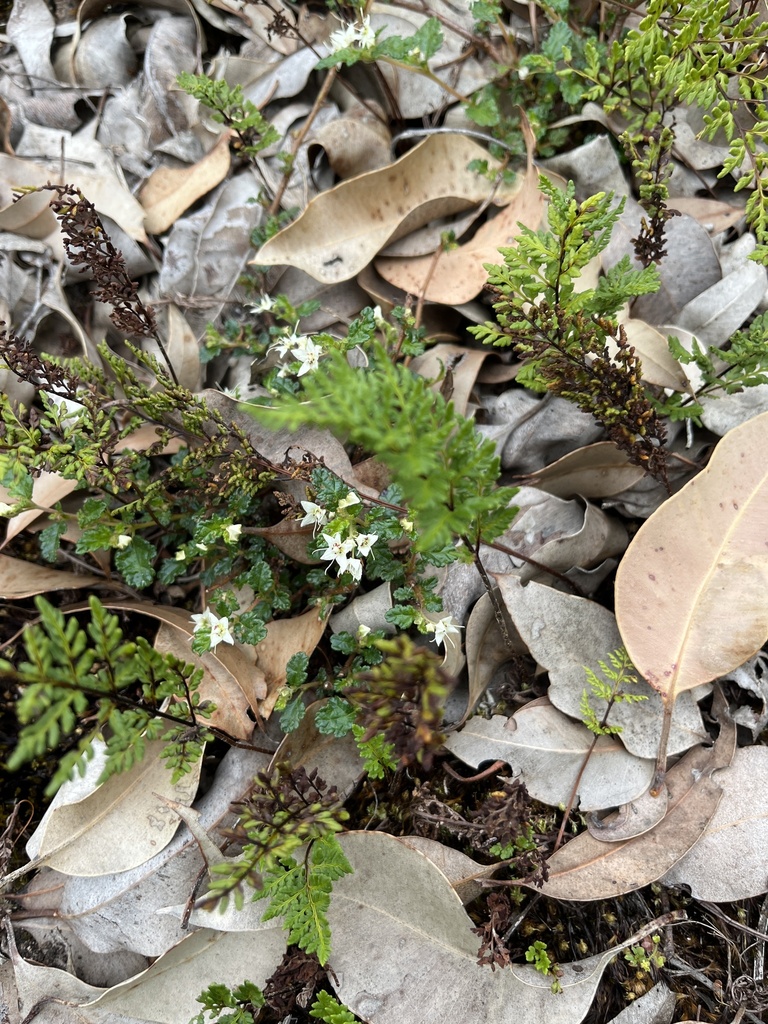 (Commersonia corniculata) - Botanical Realm