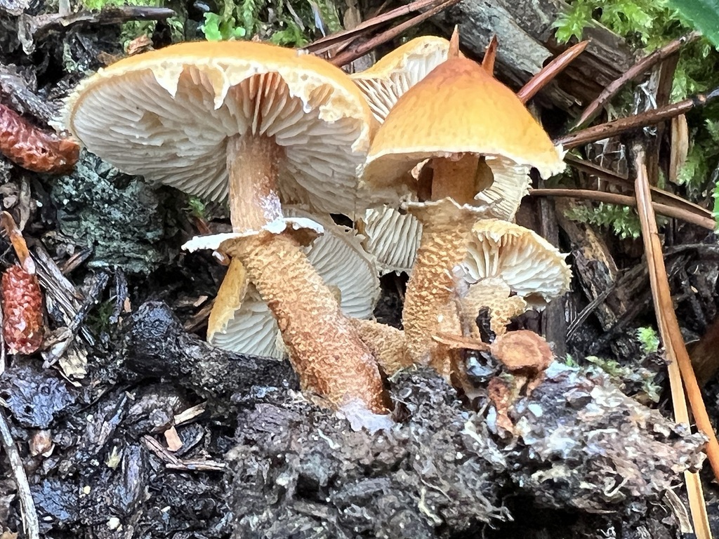 Cystoderma carcharias fallax in October 2023 by Joe Matanzas · iNaturalist