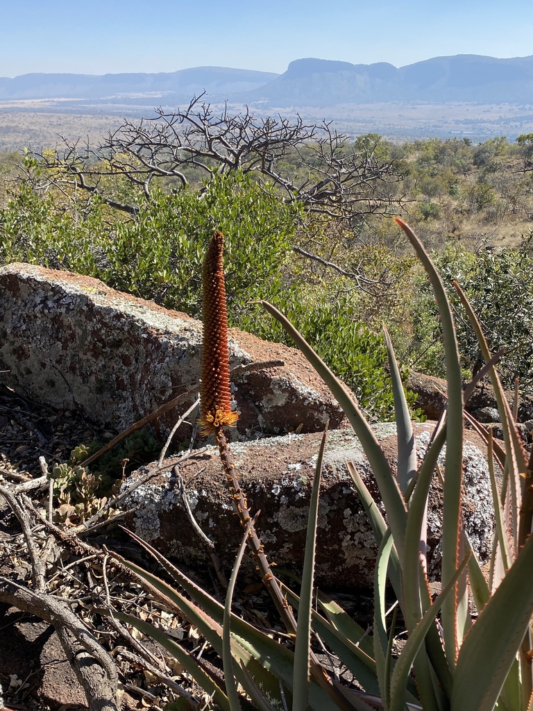 Lebombo Aloe from Mookgopong, Modimolle-Mookgophong, LP, ZA on June 21 ...