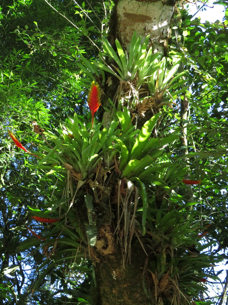 Vriesea inflata from Paranapiacaba, Santo André, SP, Brasil on June 27 ...