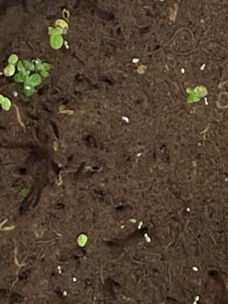 Earthworms and Allies from Northwest Raleigh, Raleigh, NC, US on ...