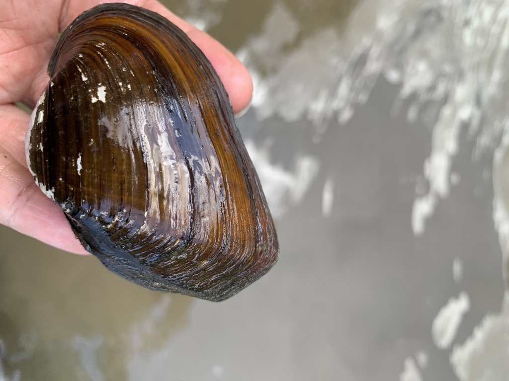 River Mussels in October 2023 by pocahontas7780 · iNaturalist