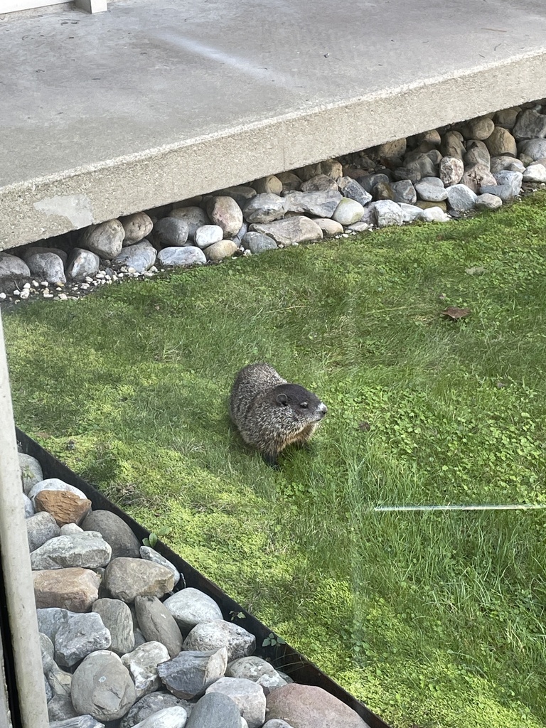Groundhog from Stockton University, Galloway, NJ, US on October 3, 2023 ...