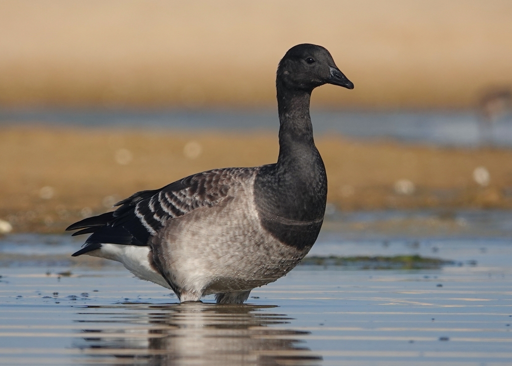 Atlantic Brant from Sesimbra, Portugal on October 3, 2023 at 10:09 AM ...