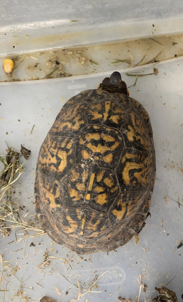 Common Box Turtle in October 2023 by katierosew · iNaturalist