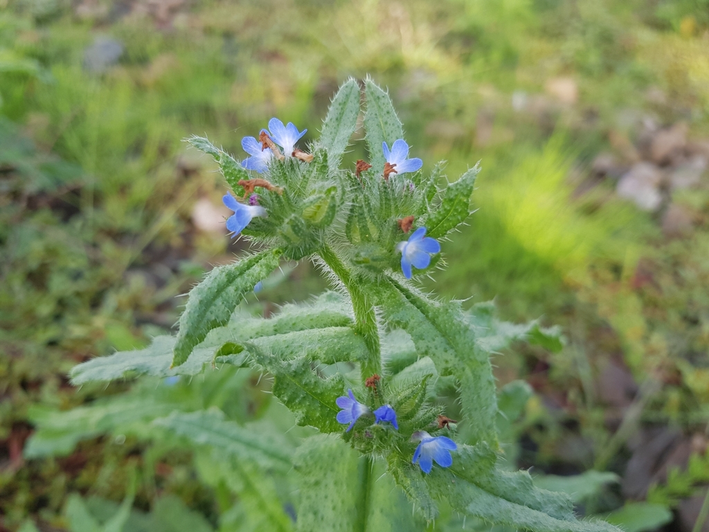 small bugloss from 500 03 Hradec Králové-Hradec Králové 3, Česko on ...