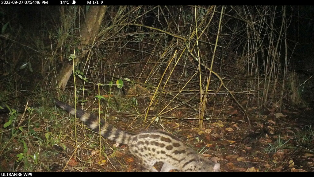 Rusty-spotted Genet from Ehlanzeni District Municipality, South Africa ...