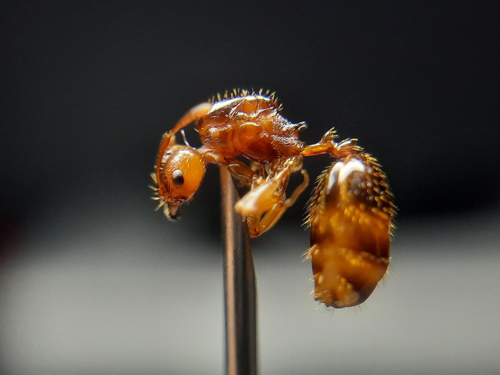 subterranea-group Collared Ants from Çekmeköy/İstanbul, Türkiye on ...