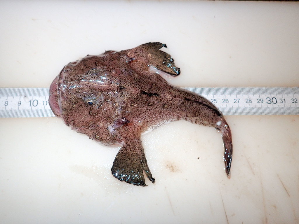 American Monkfish (Lophius americanus) - Marine Life Identification