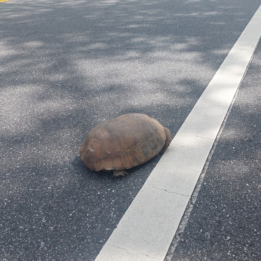 Gopher Tortoise in October 2023 by Vik Oxford. Helped poor little guy ...