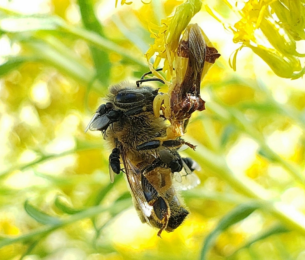 Freeloader Flies in October 2023 by Eric B.. An ambush bug caught a ...
