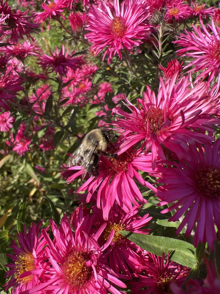 Common Eastern Bumble Bee from Île de Montréal, Montréal, QC, CA on ...