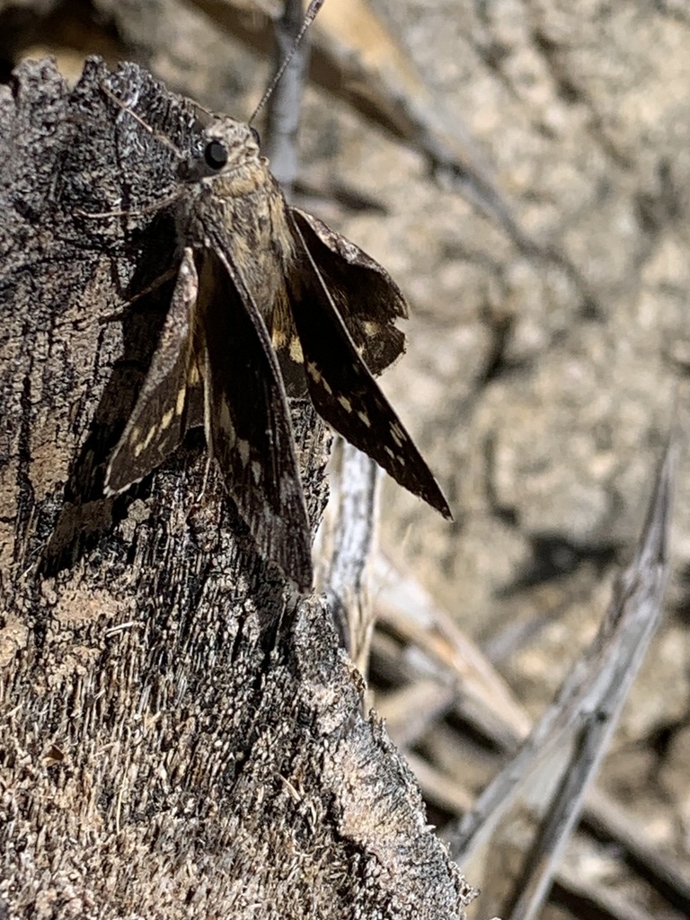 California Giant-Skipper from Riverside County, CA, USA on October 2 ...