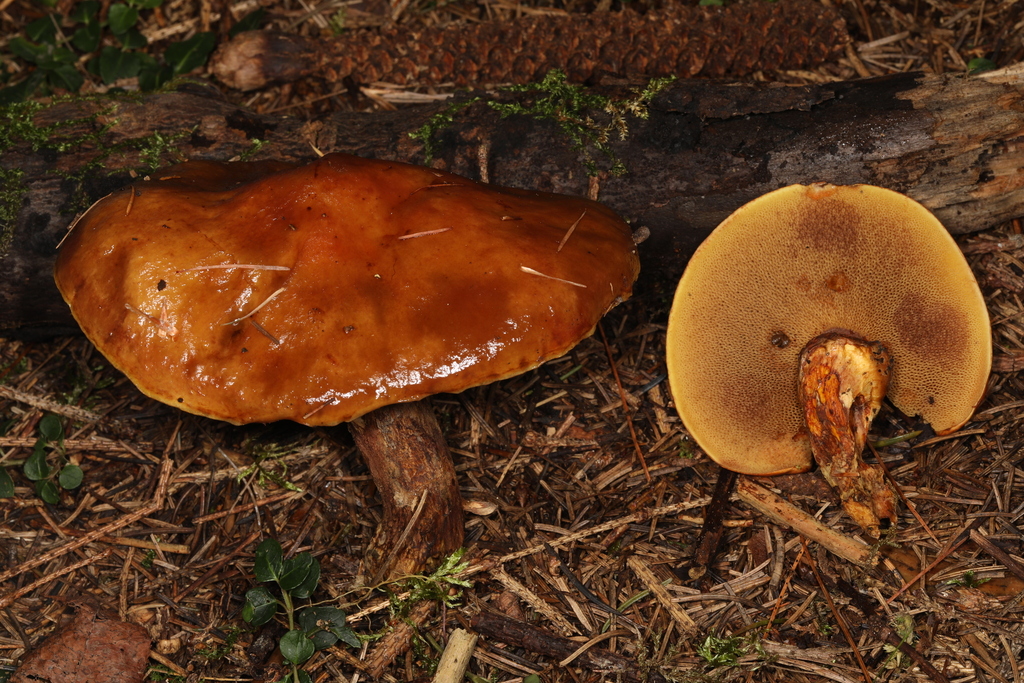 Larch Suillus from Leeper, PA 16233, USA on September 28, 2023 at 02:42 ...