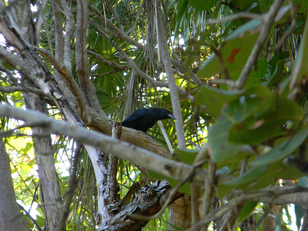 Cuban Palm-Crow from Faro Roncali, Cuba on October 23, 2022 at 04:09 PM ...