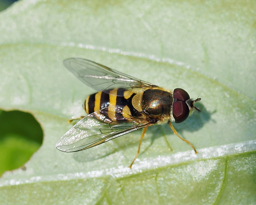 Common Flower Flies from Salem, NH 03079, USA on October 3, 2023 at 11: ...