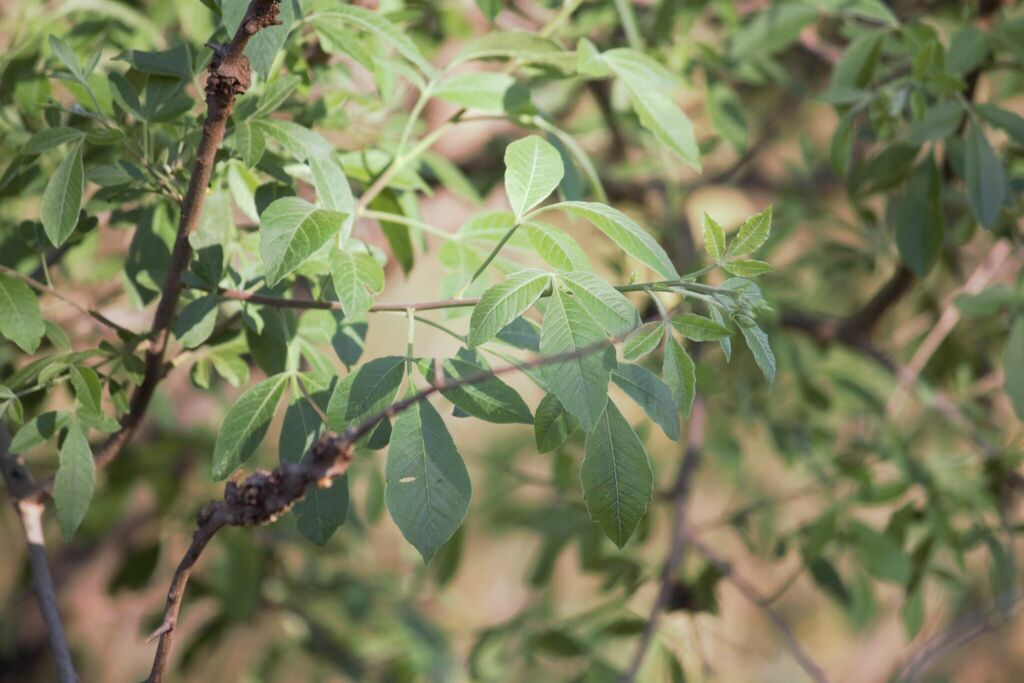 Common Wild Currant from West Rand District Municipality, South Africa ...