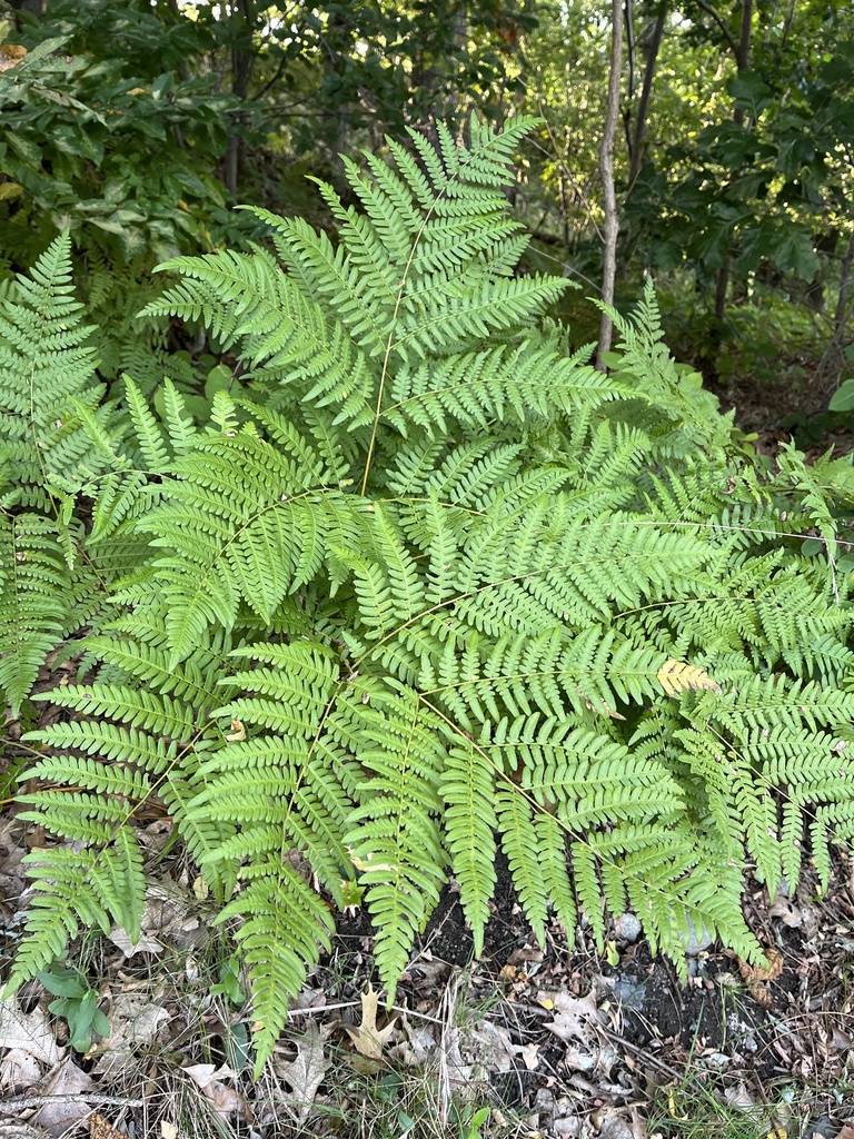 common bracken from The Shops at Chestnut Hill, Newton, MA, US on ...