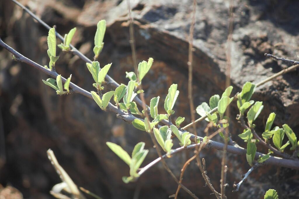 Velvet Raisin from West Rand District Municipality, South Africa on ...