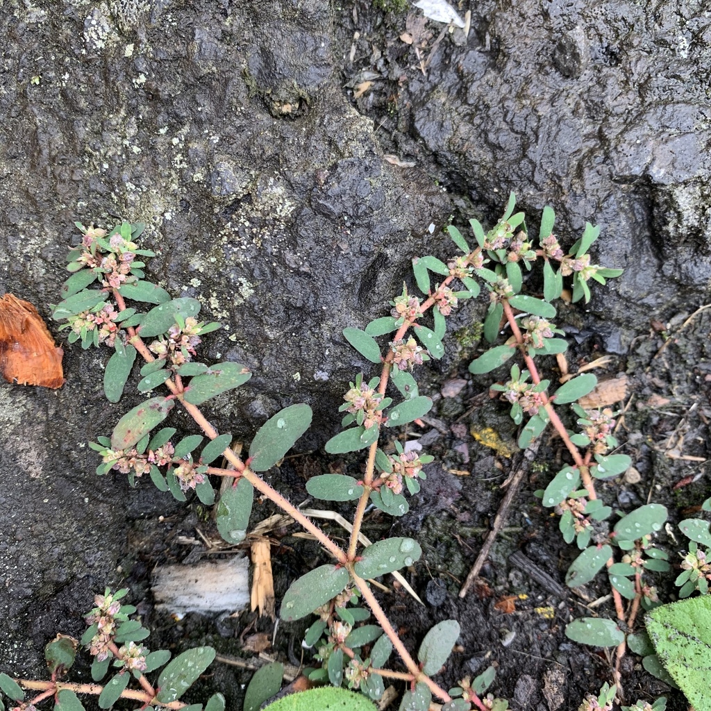 Spotted spurge from 2022, Mangere, Auckland, NZ on March 8, 2019 at 05: ...