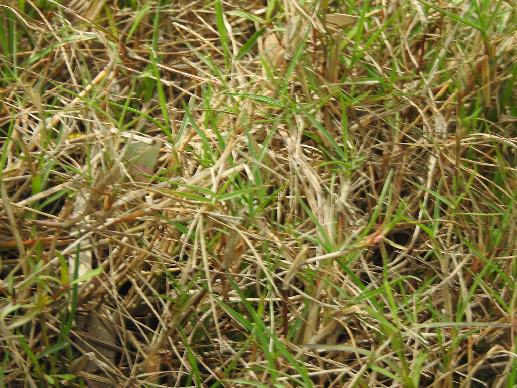 Australian Salt-grass from Yan Yean VIC 3755, Australia on October 2 ...