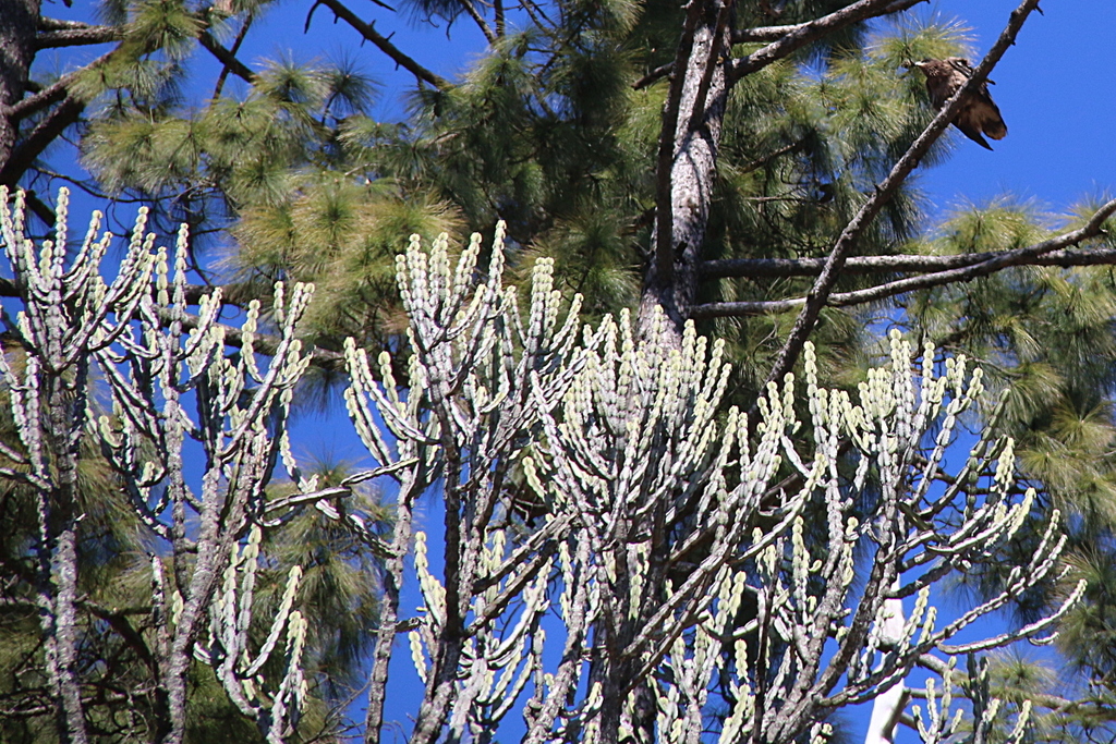 Sullu Spurge from Sherwani, Nainital, Uttarakhand, India on December 17 ...
