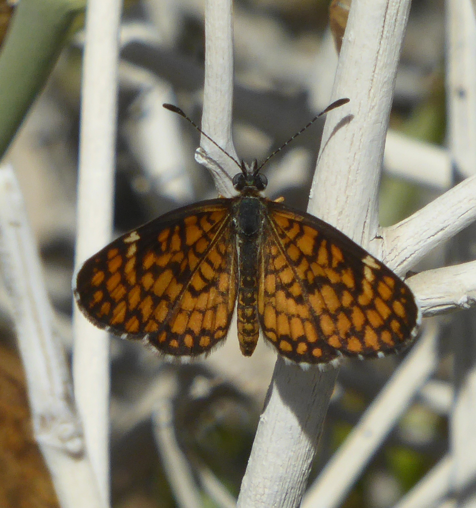 Tiny Checkerspot from Santa Rosa Wildlife Area, Riverside County, US-CA ...