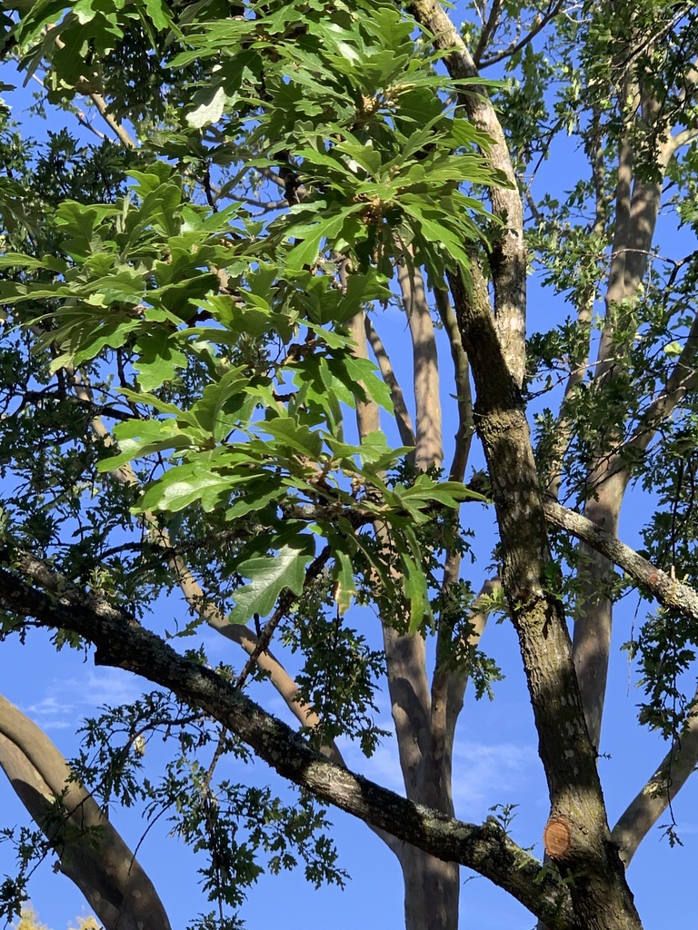 Turkey Oak from Saffraan, Stellenbosch, WC, ZA on October 3, 2023 at 05 ...
