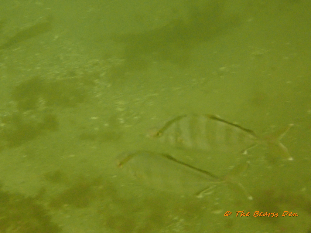 Banded Rudderfish from Terence Bay, NS, Canada on October 3, 2023 at 10 ...