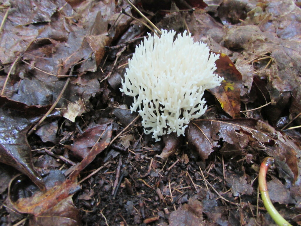 white coral fungus from Danby, VT, USA on August 16, 2023 at 10:26 AM ...