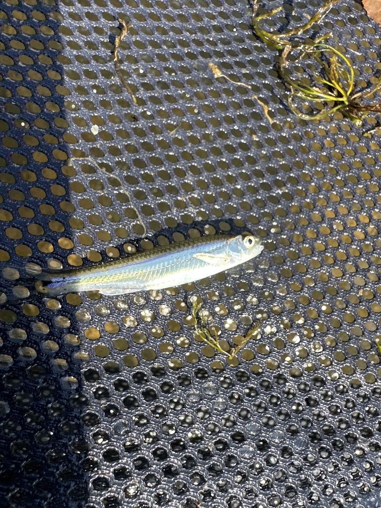 Tennessee Shiner from US-411, Maryville, TN, US on October 1, 2023 at ...