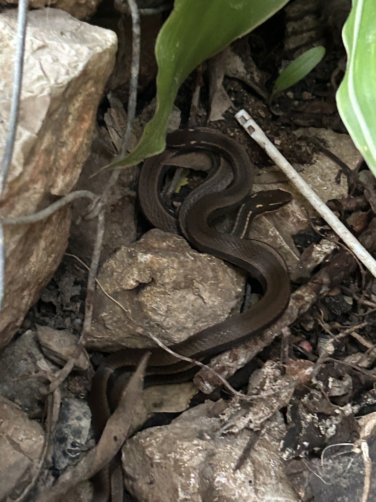 Black-striped Snakes from 16 Calle, San Benito, Petén, GT on August 16 ...