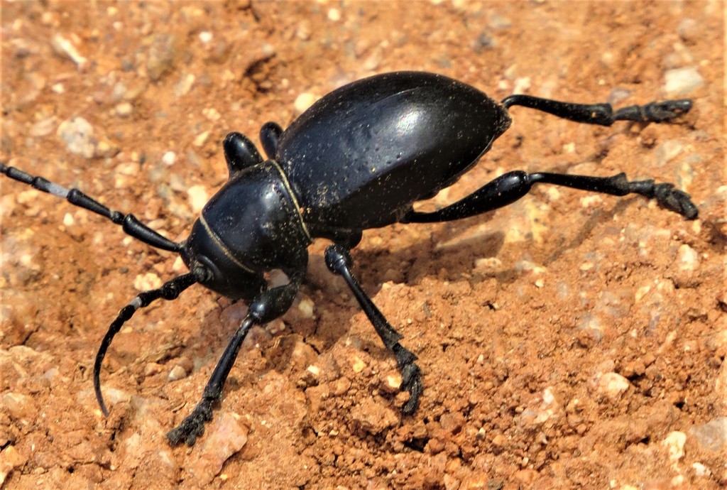 Giant Cactus Longhorn Beetle from Maricopa County, AZ, USA on January 9 ...