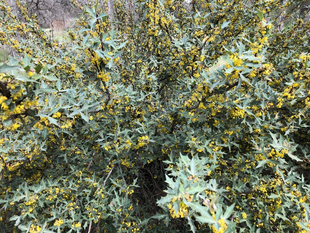 Agarita (Berberis trifoliolata) - Botanical Realm