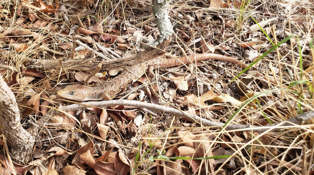 Texas Alligator Lizard from Cedar Hollow Area, Georgetown, TX, USA on ...