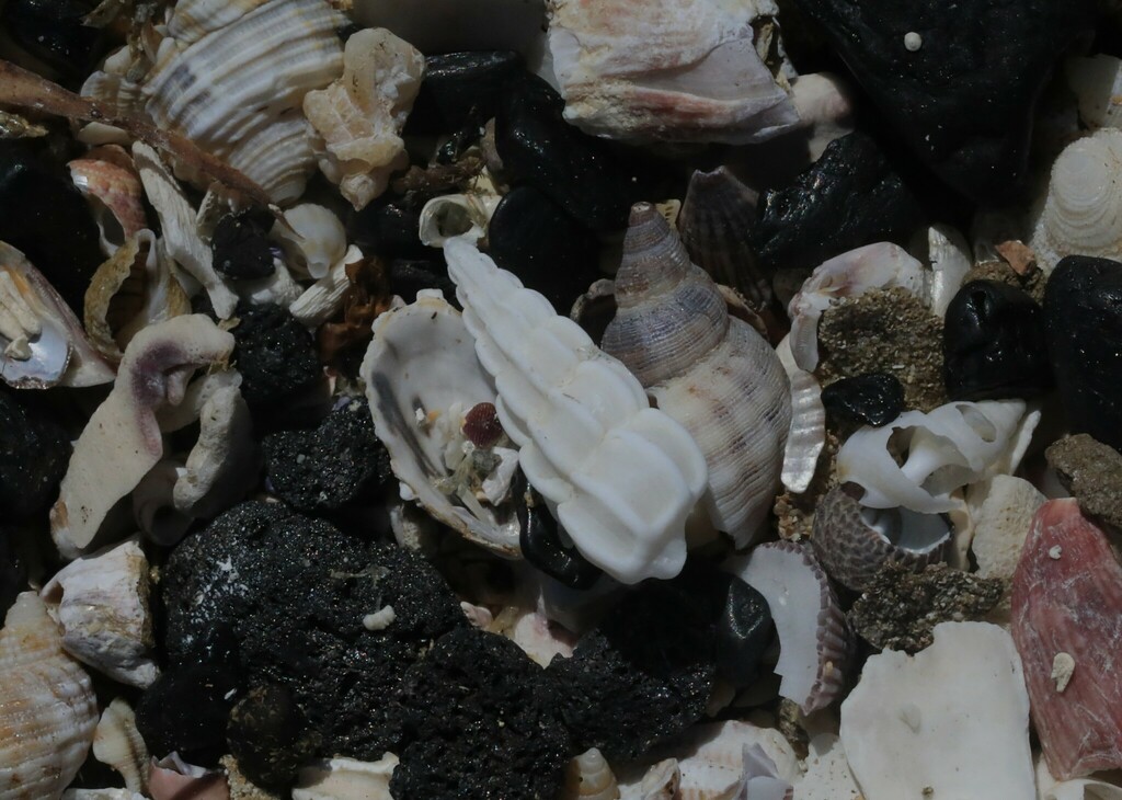 Opalia australis from Fingal Bay NSW 2315, Australia on October 3, 2023 at 01:02 PM by Adrian ...