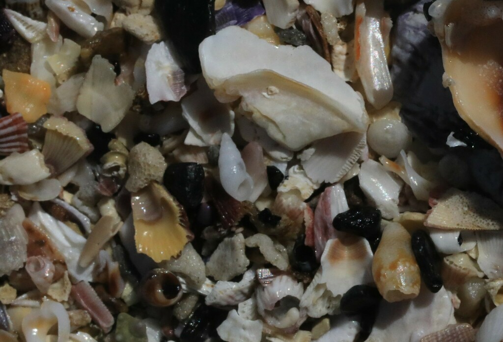 Spire-shells from Fingal Bay NSW 2315, Australia on October 3, 2023 at ...