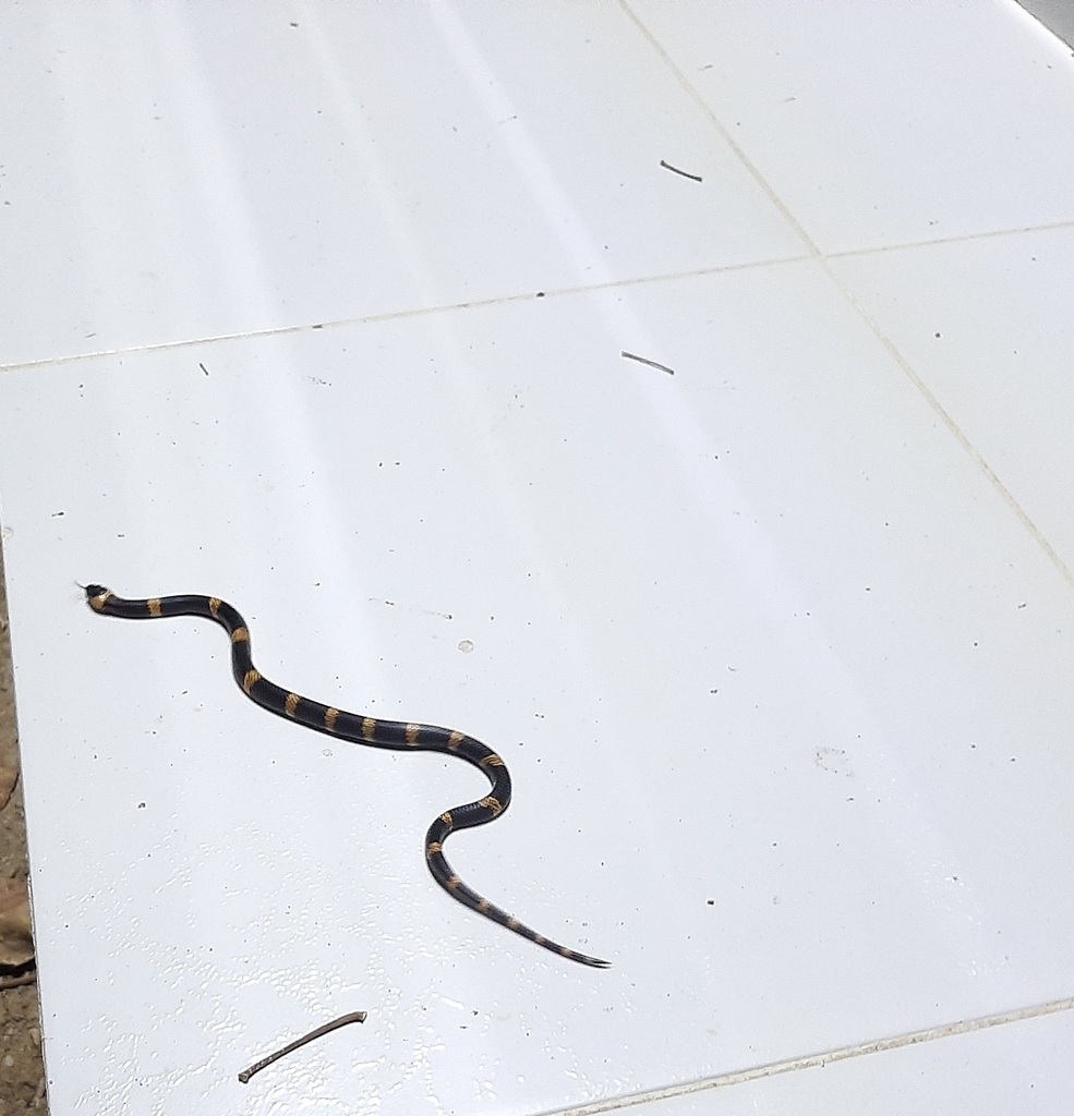 Terrestrial Snail Sucker from Tamazunchale, S.L.P., México on October 2 ...