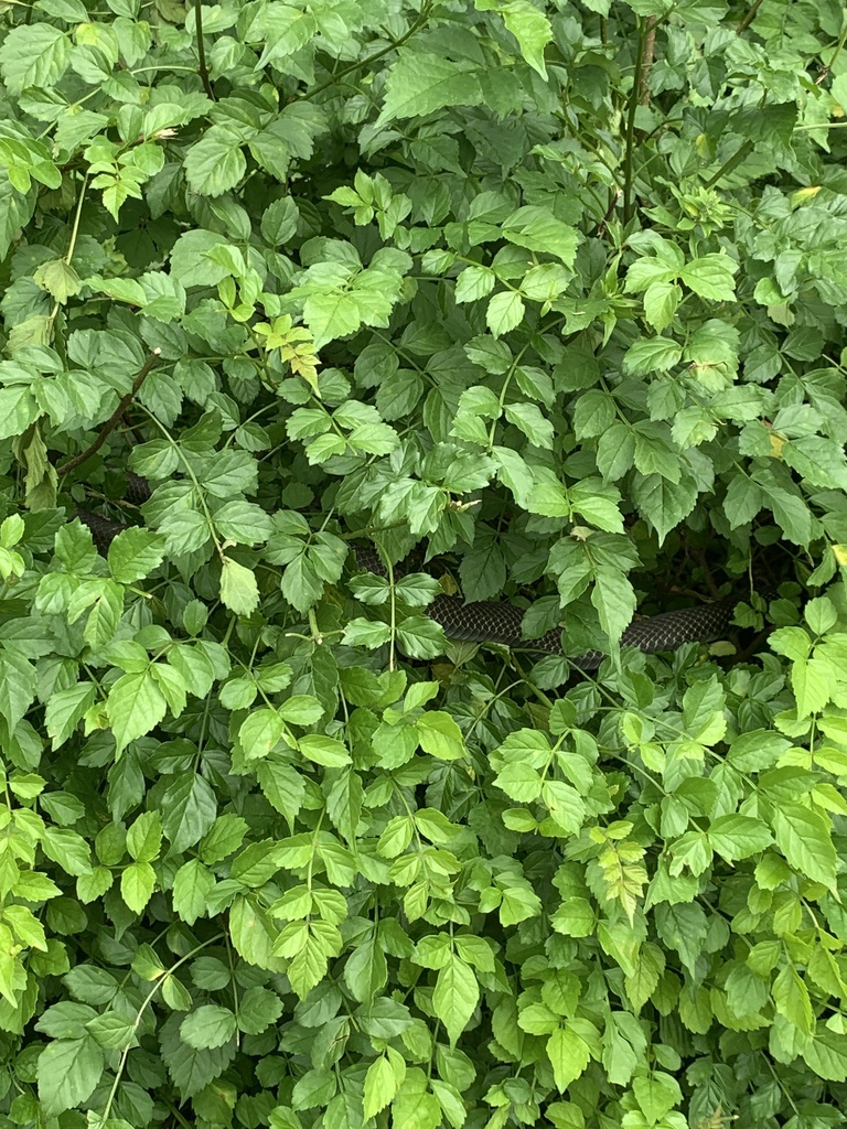 Colubrine Snakes in October 2023 by Katelyn S. Bolds · iNaturalist