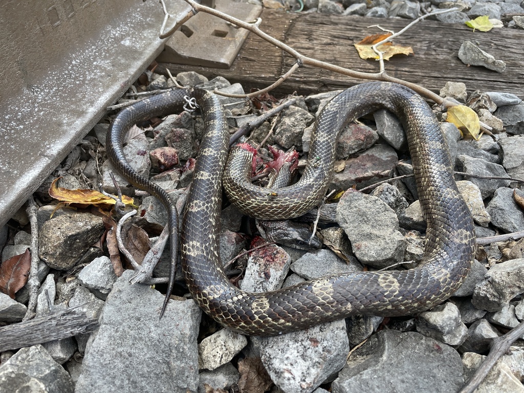 Gray Ratsnake from Auburn, KY, US on October 3, 2023 at 04:19 PM by ...