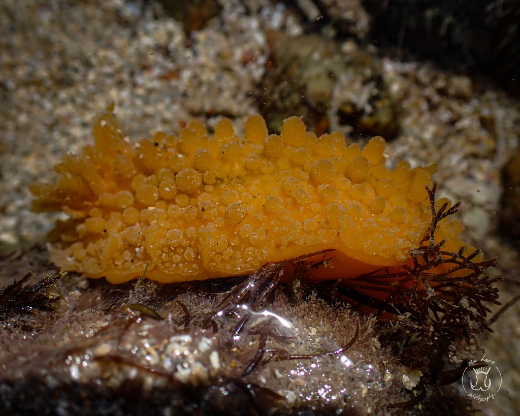 Warty Doris from North Atlantic Ocean, Jersey, GB on October 1, 2023 at ...