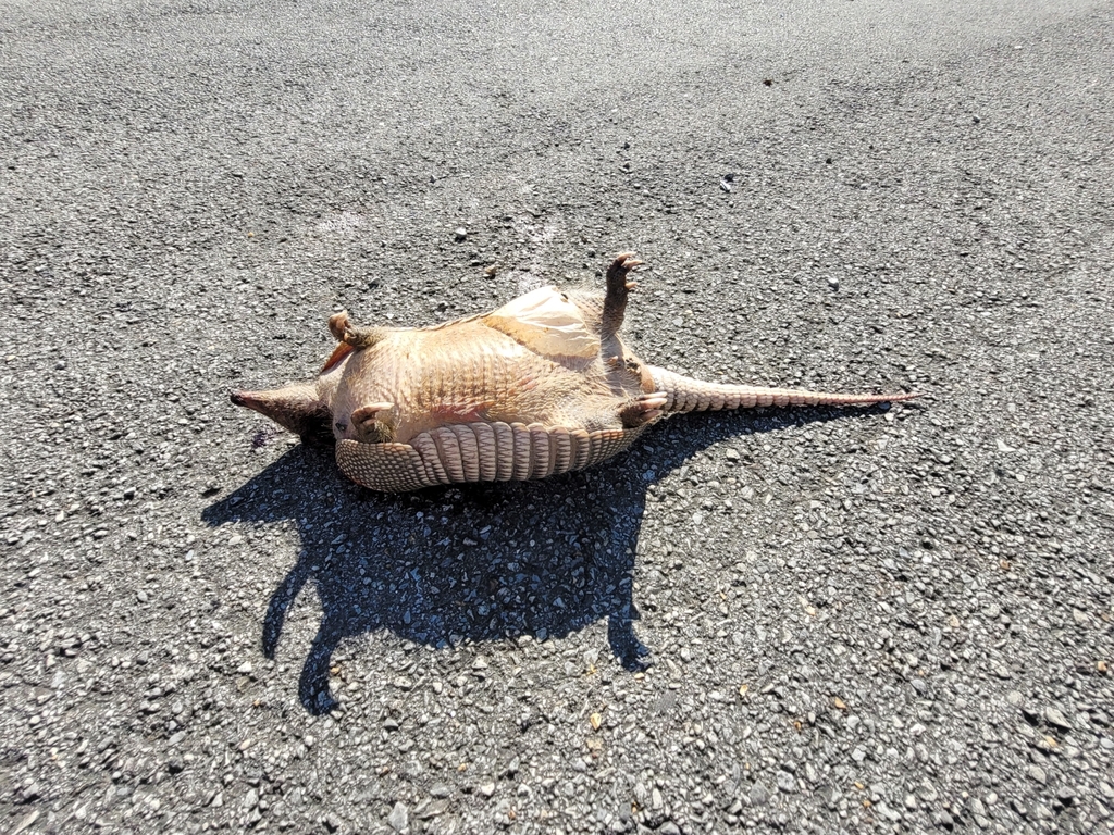 Nine-banded Armadillo from Fort Payne, AL 35967, USA on October 3, 2023 ...