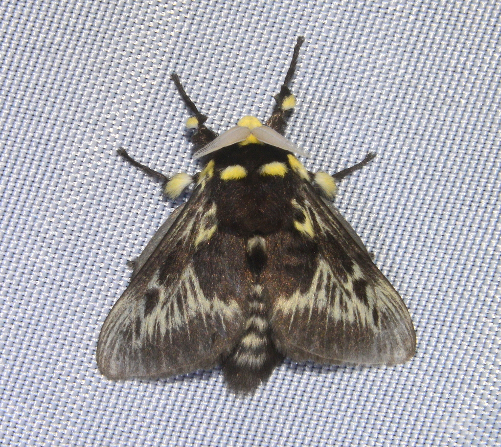 Gusano cabeza de pollo (Atlas Vivo de Flora y Fauna en Quechua e ...